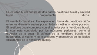 ANATOMIA DE CAVIDAD BUCAL, DIENTES Y LENGUA.pptx