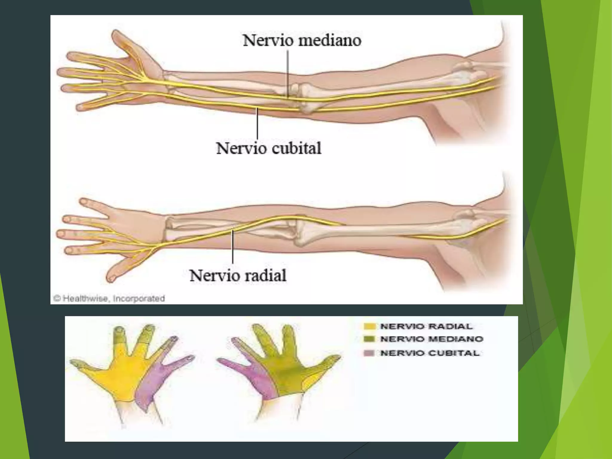 anatomia de brazo tyo issste.pptx