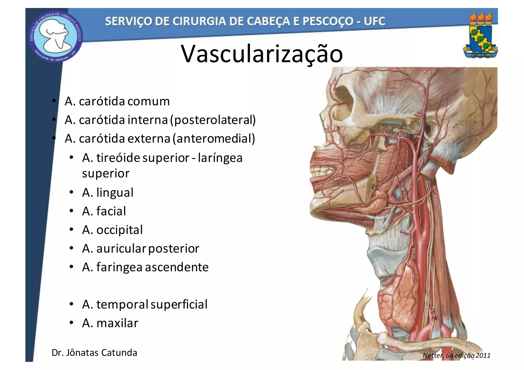 Anatomia de cabeça e pescoço - Dr Jônatas Catunda | PDF | Bone and ...