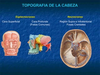 Anatomia de cabeza y cuello | PPT