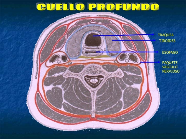 Anatomia de cabeza y cuello