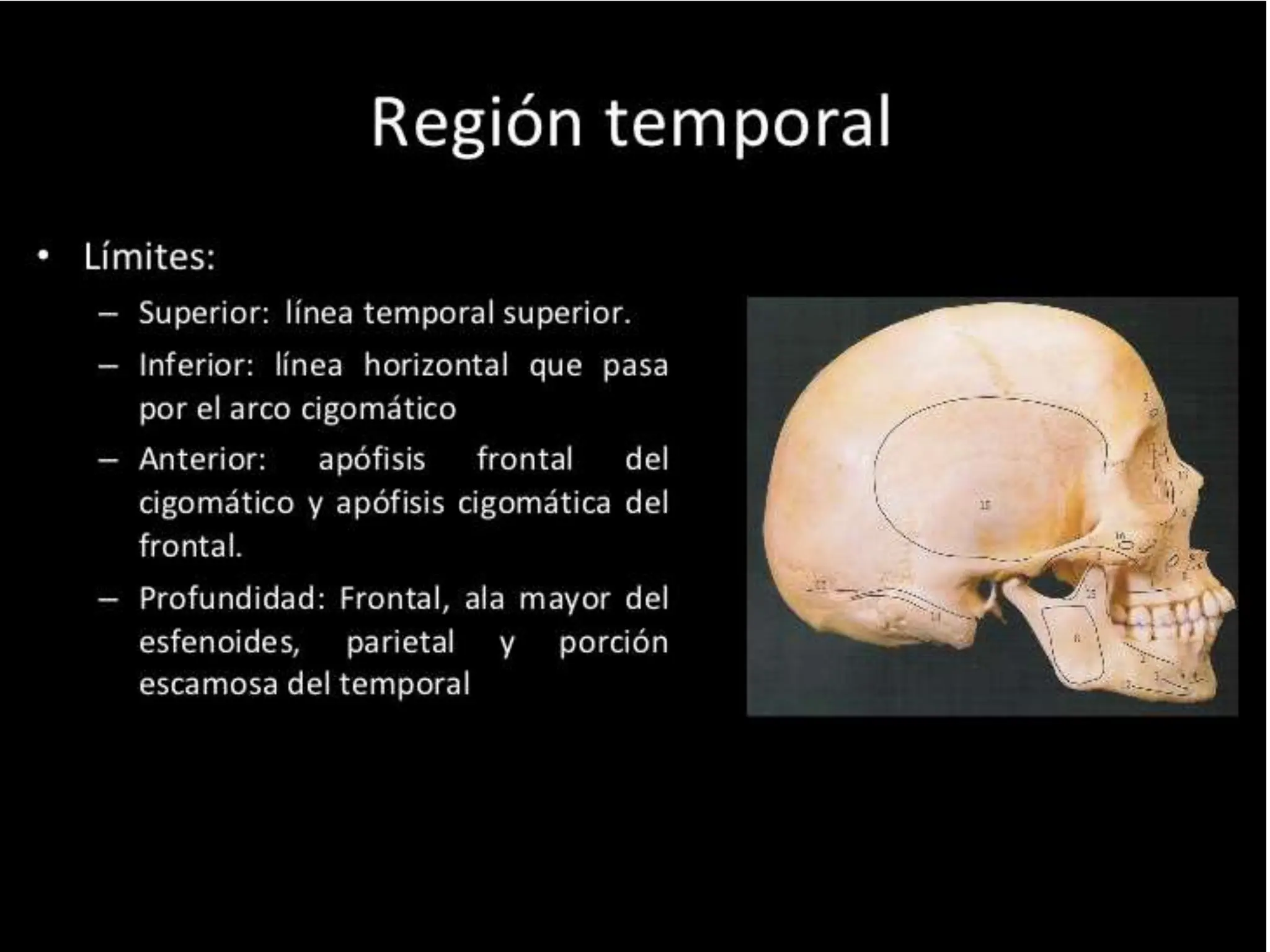 ANATOMIA DE CABEZA Y CUELLO TRIANGULOS.. | PPT