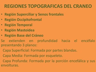 ANATOMIA DE CABEZA Y CUELLO TRIANGULOS.. | PPSX