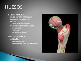 Anatomia de cadera (2) | PPTX