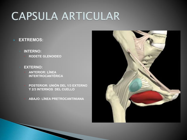 Partes De La Cadera Derecha | Anatomía de la Cadera – DGAM