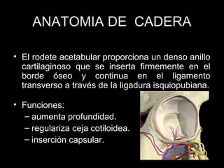 Anatomia de cadera (3) | PPT