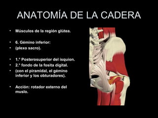 Anatomia de cadera (3) | PPT