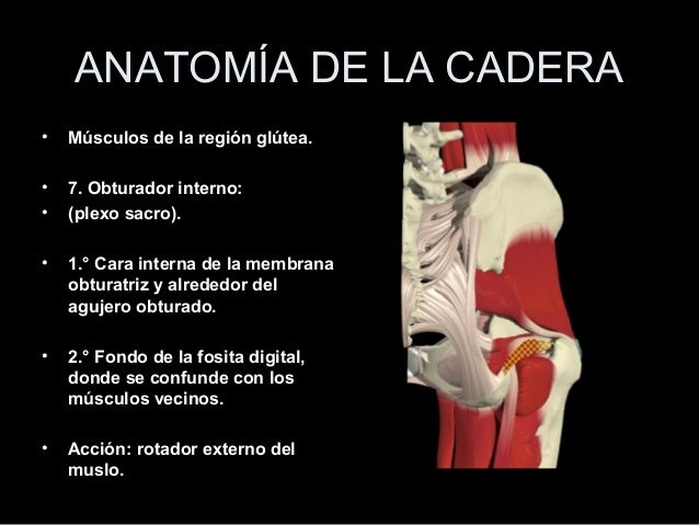 Anatomia de cadera (3)