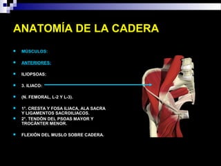 Anatomía De Los Músculos Y Ligamentos De La Cadera.