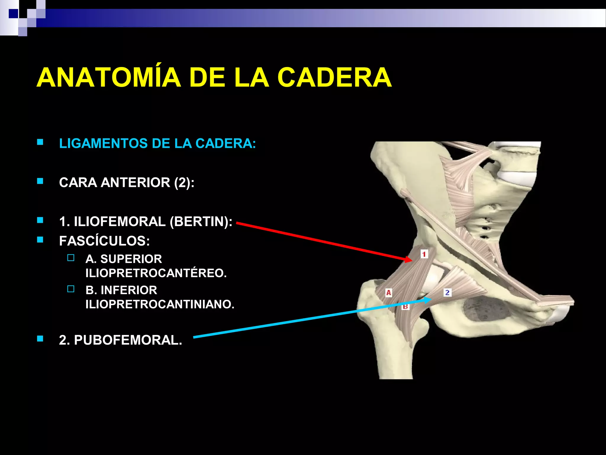 Anatomia de cadera y fx subt | PPT | Bodybuilding | Sports