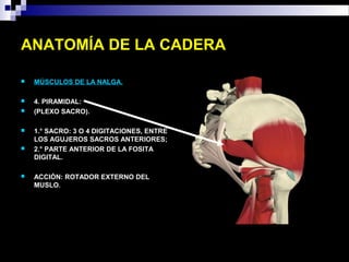 Anatomia de cadera y fx subt | PPT