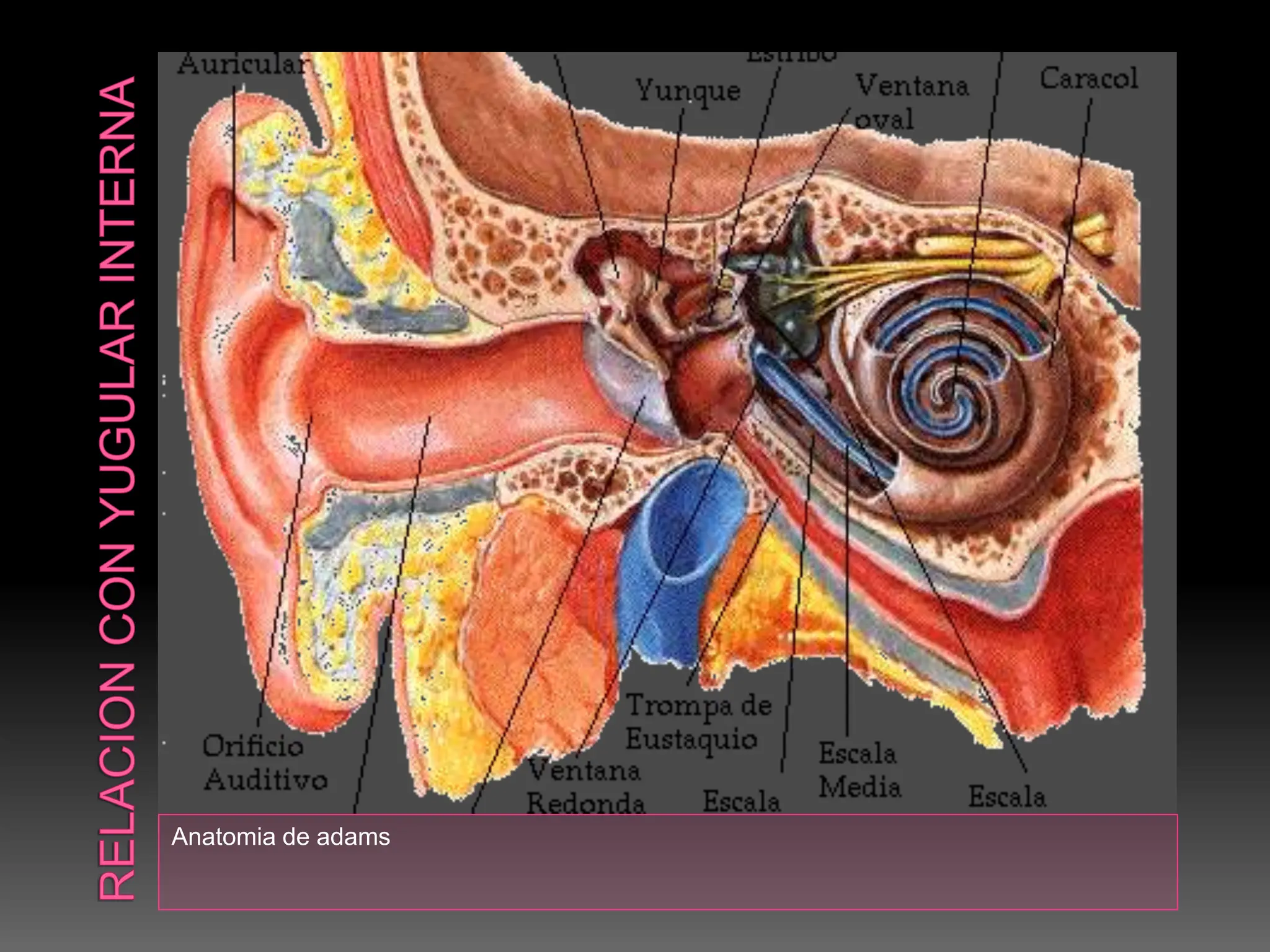 ANATOMIA DE CAJA TIMPANICA.ppt
