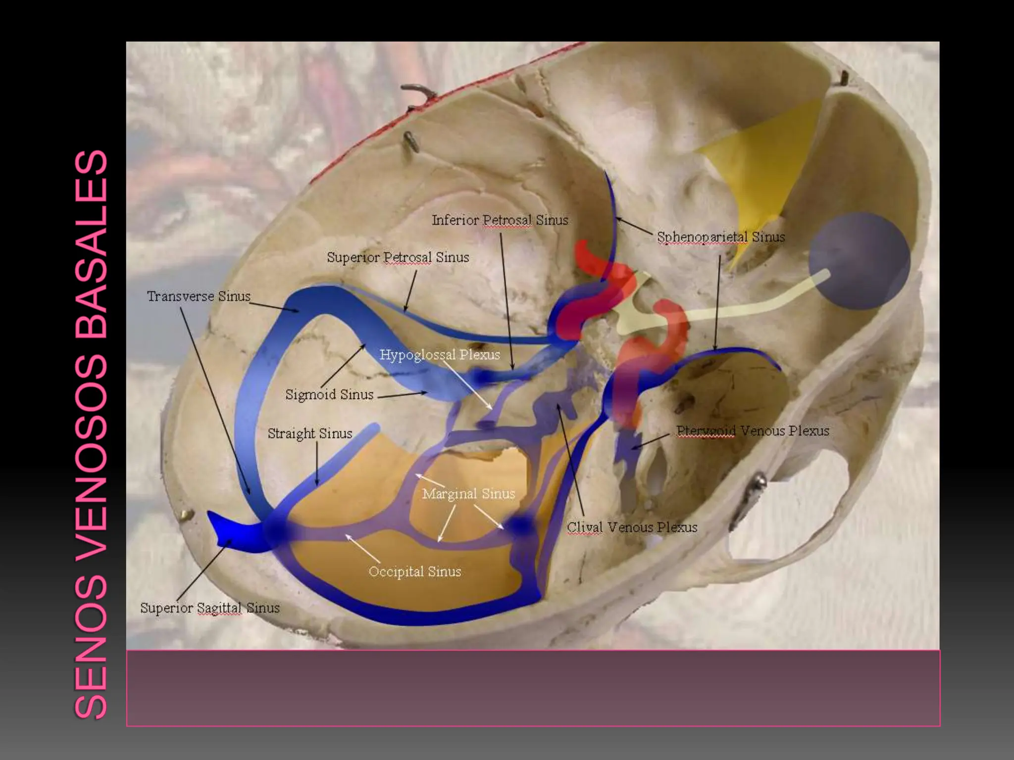 ANATOMIA DE CAJA TIMPANICA.ppt