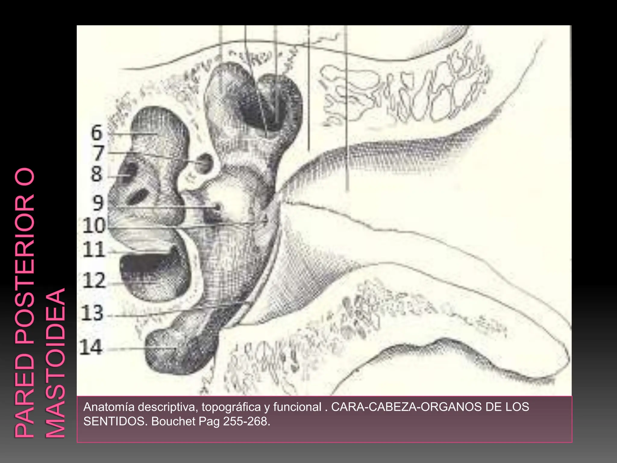 ANATOMIA DE CAJA TIMPANICA.ppt
