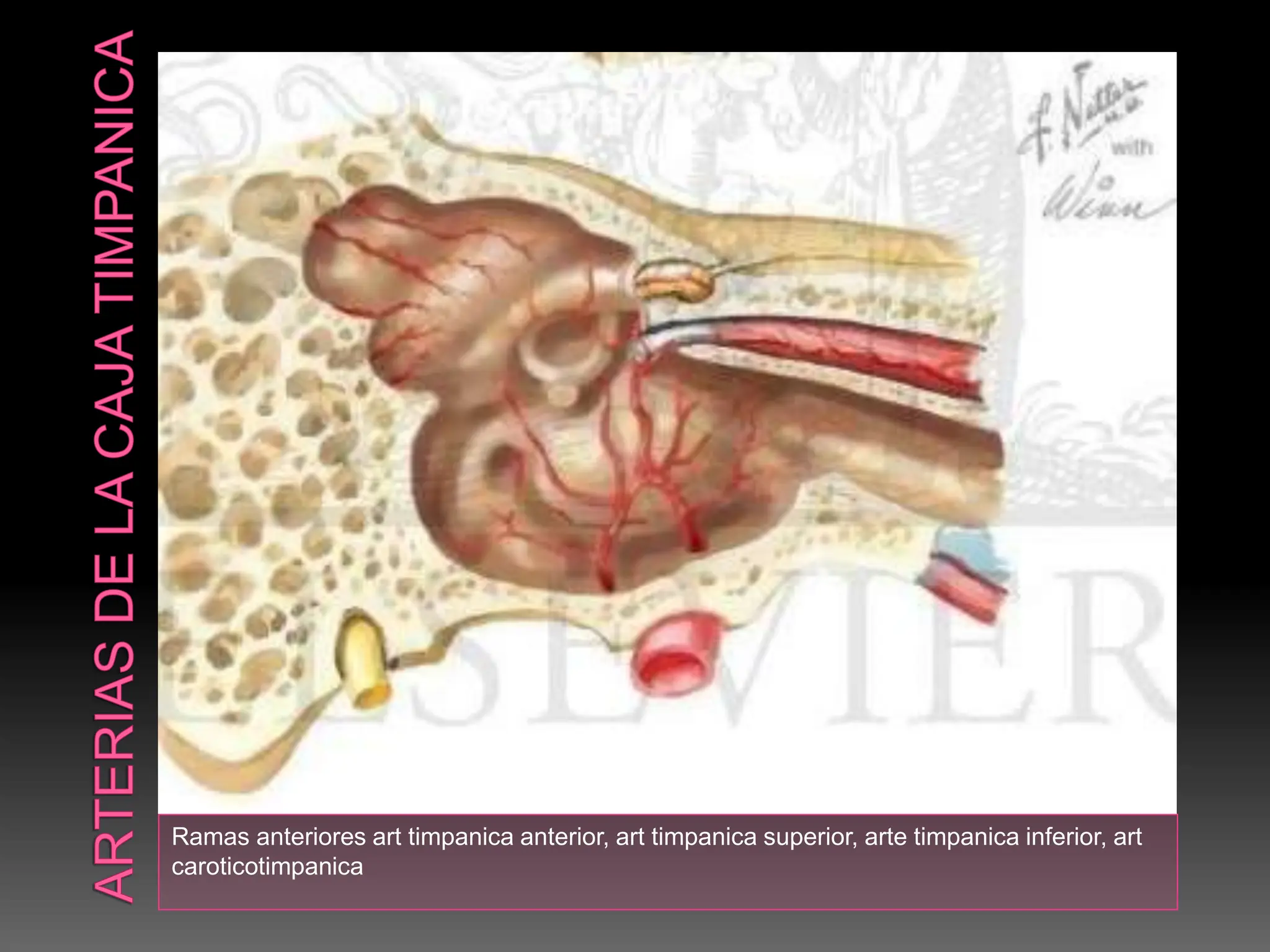 ANATOMIA DE CAJA TIMPANICA.ppt