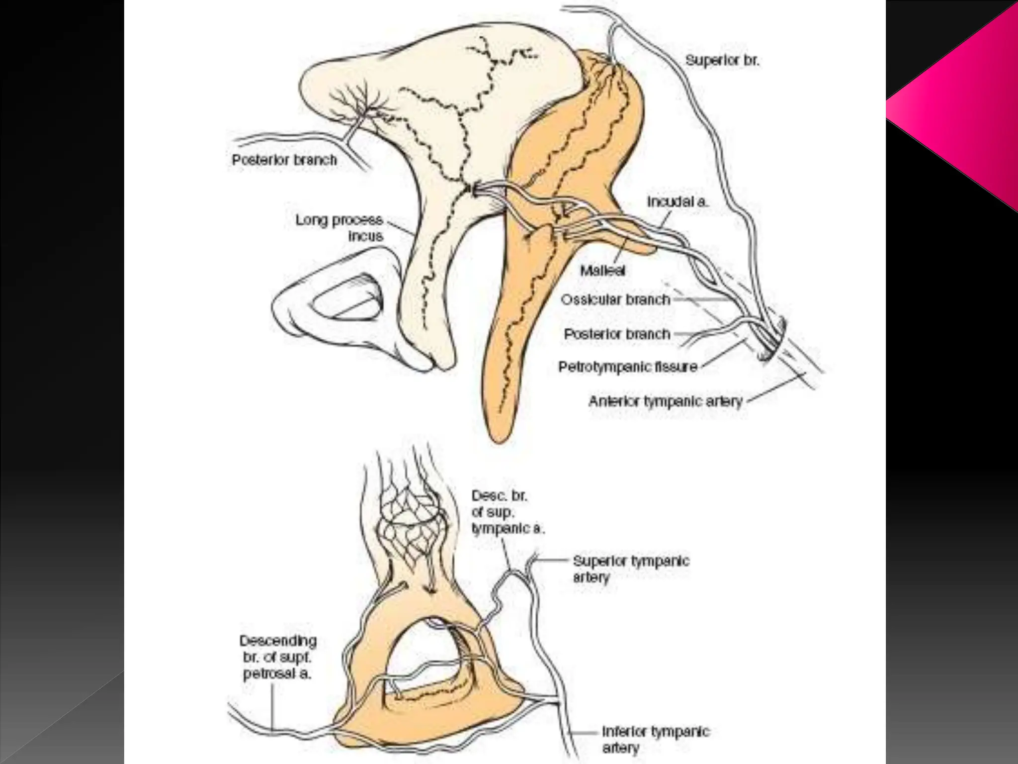 ANATOMIA DE CAJA TIMPANICA.ppt