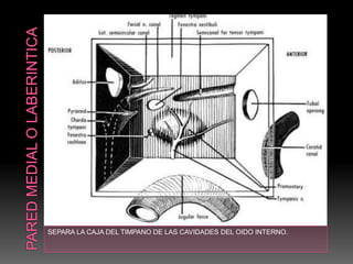 ANATOMIA DE CAJA TIMPANICA.ppt