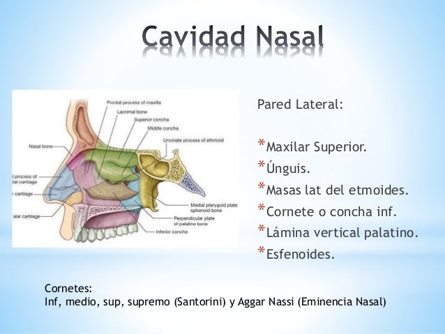 Anatomía de cavidad nasal Introducción