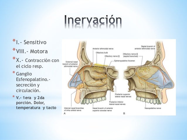 Anatomía de cavidad nasal Introducción