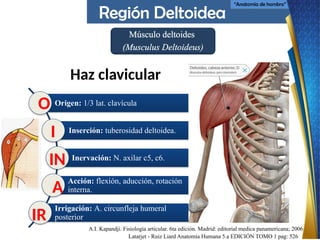 ANATOMIA DE CINTURA ESCAPULAR FIGUERA R1.pptx