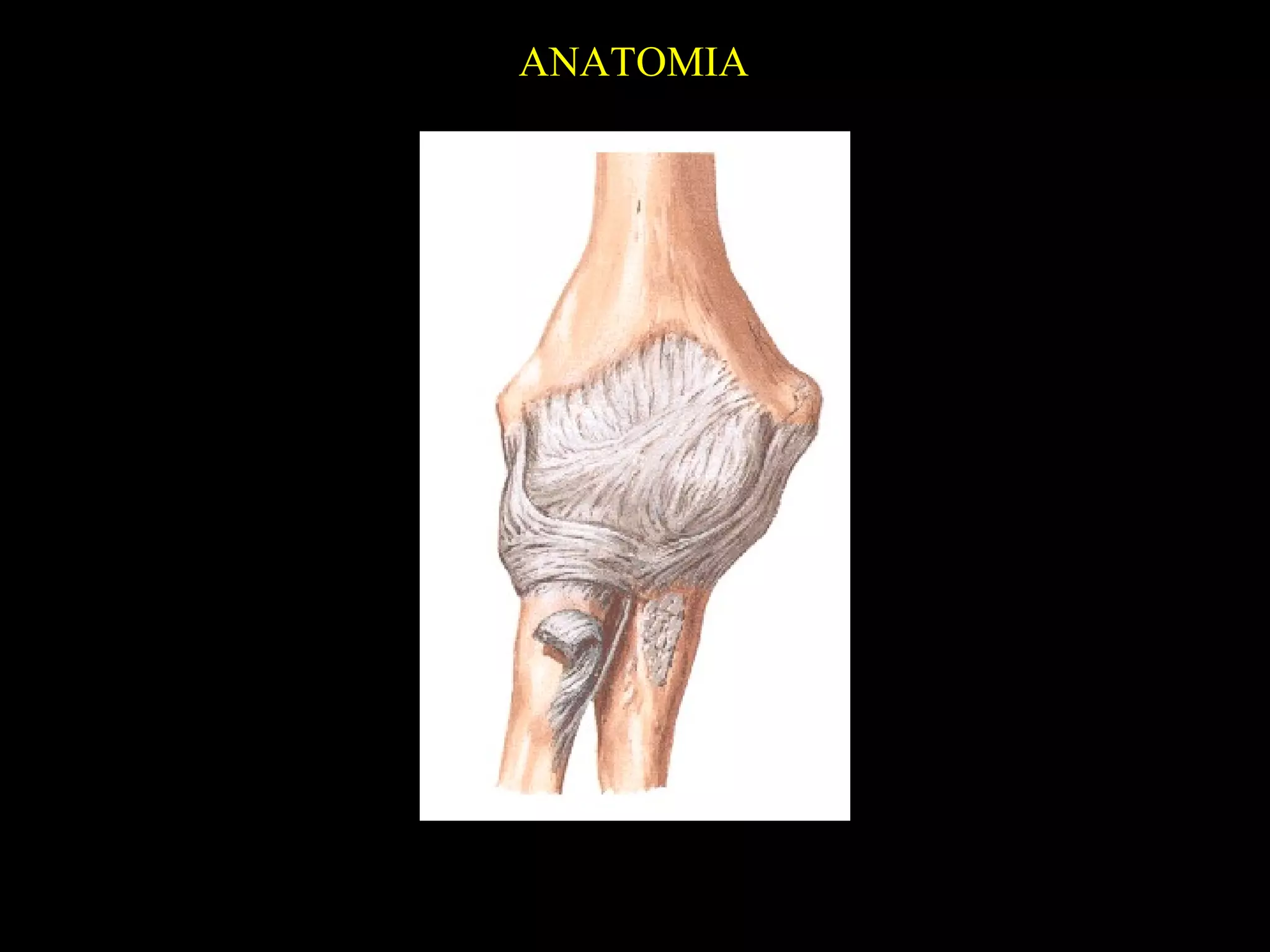 Anatomia de codo | PPT