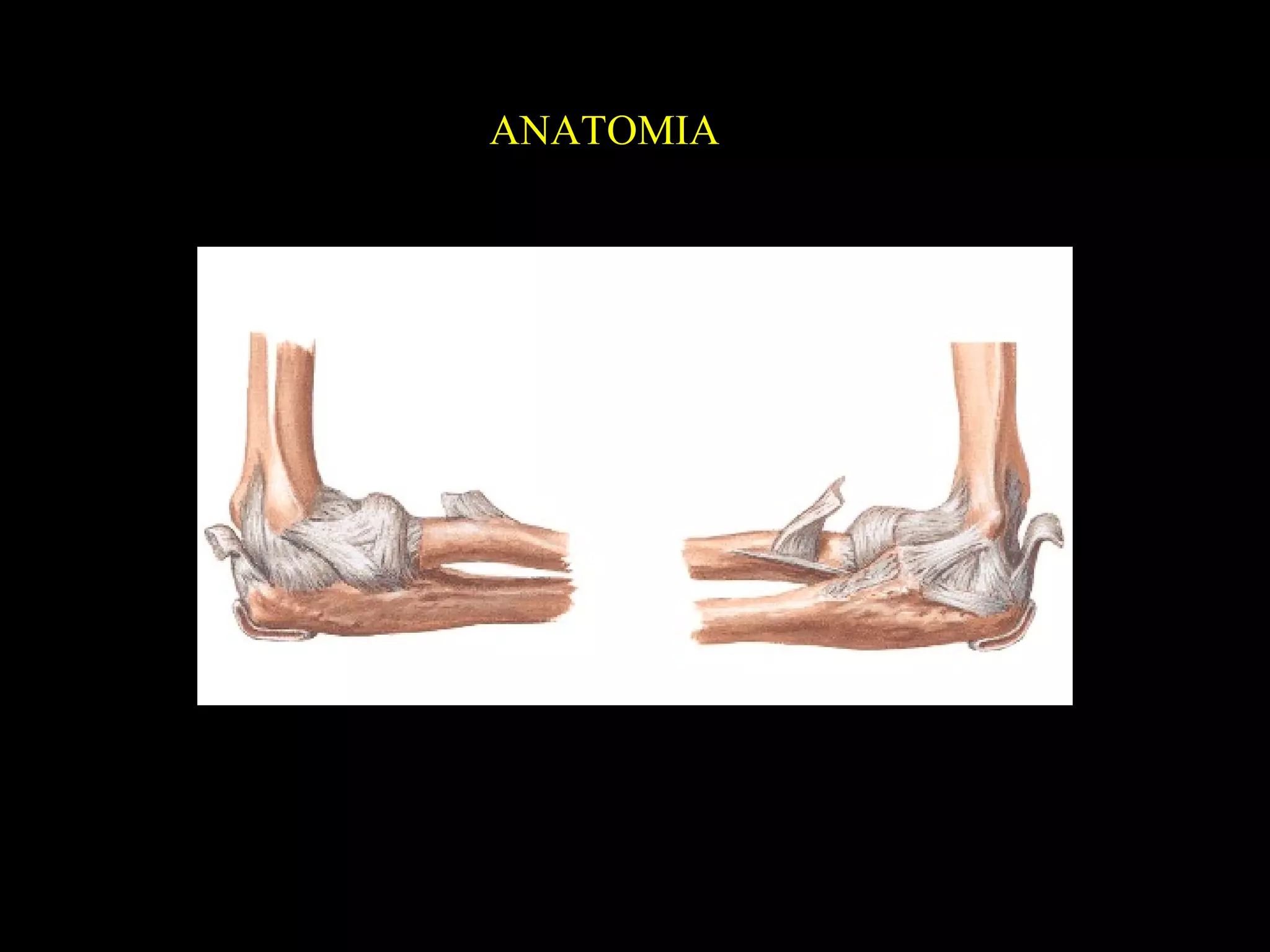 Anatomia de codo | PPT
