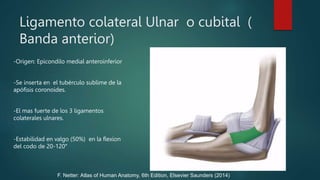 Anatomia de Codo.pptx