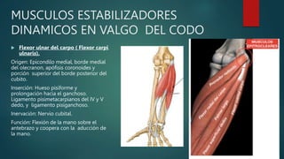 Anatomia de Codo.pptx