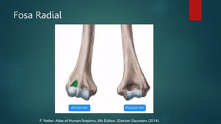 Anatomia de Codo.pptx