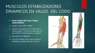 Anatomia de Codo.pptx