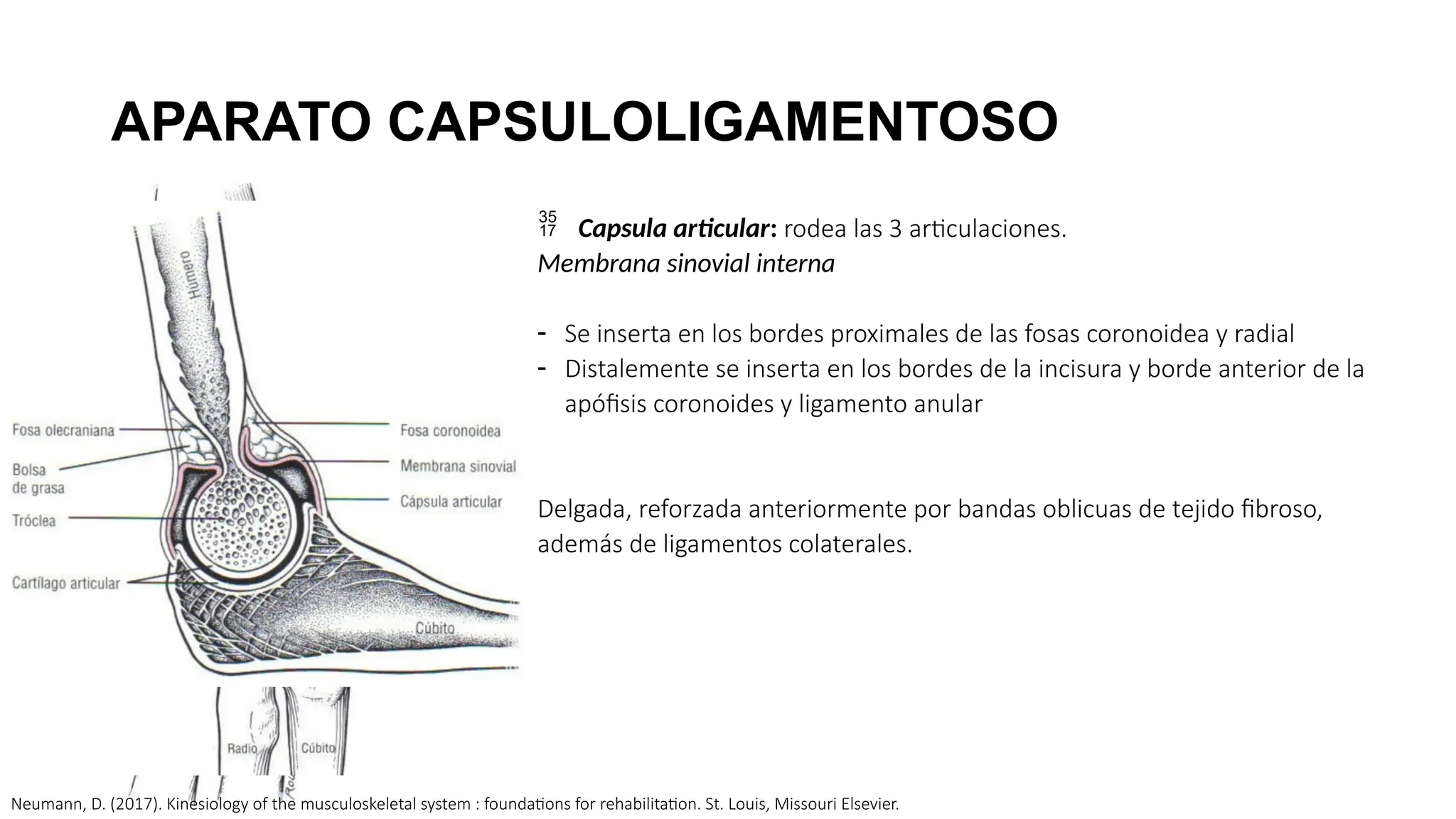 Anatomia del codo (enfasis en medicina de rehabilitacion) | PPTX