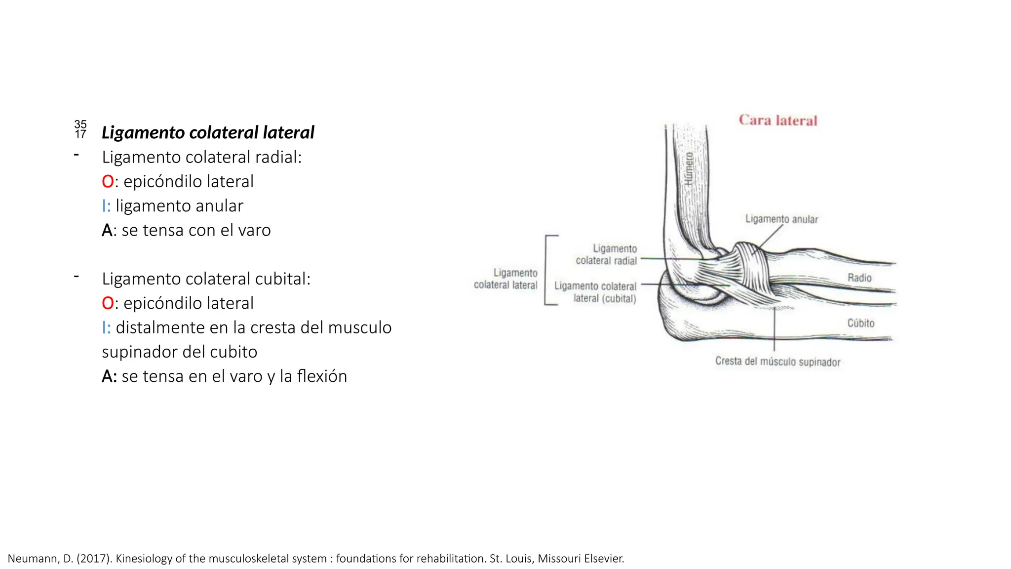 Anatomia del codo (enfasis en medicina de rehabilitacion) | PPTX