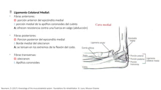 Anatomia del codo (enfasis en medicina de rehabilitacion) | PPTX