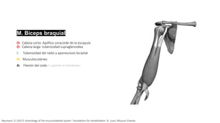 Anatomia del codo (enfasis en medicina de rehabilitacion) | PPTX