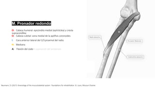 Anatomia del codo (enfasis en medicina de rehabilitacion) | PPTX