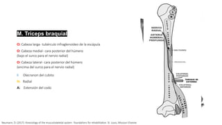 Anatomia del codo (enfasis en medicina de rehabilitacion) | PPTX
