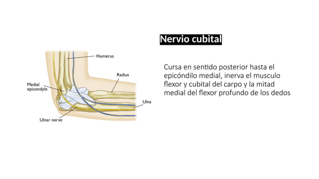 Anatomia del codo (enfasis en medicina de rehabilitacion) | PPTX