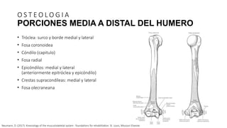Anatomia del codo (enfasis en medicina de rehabilitacion) | PPTX