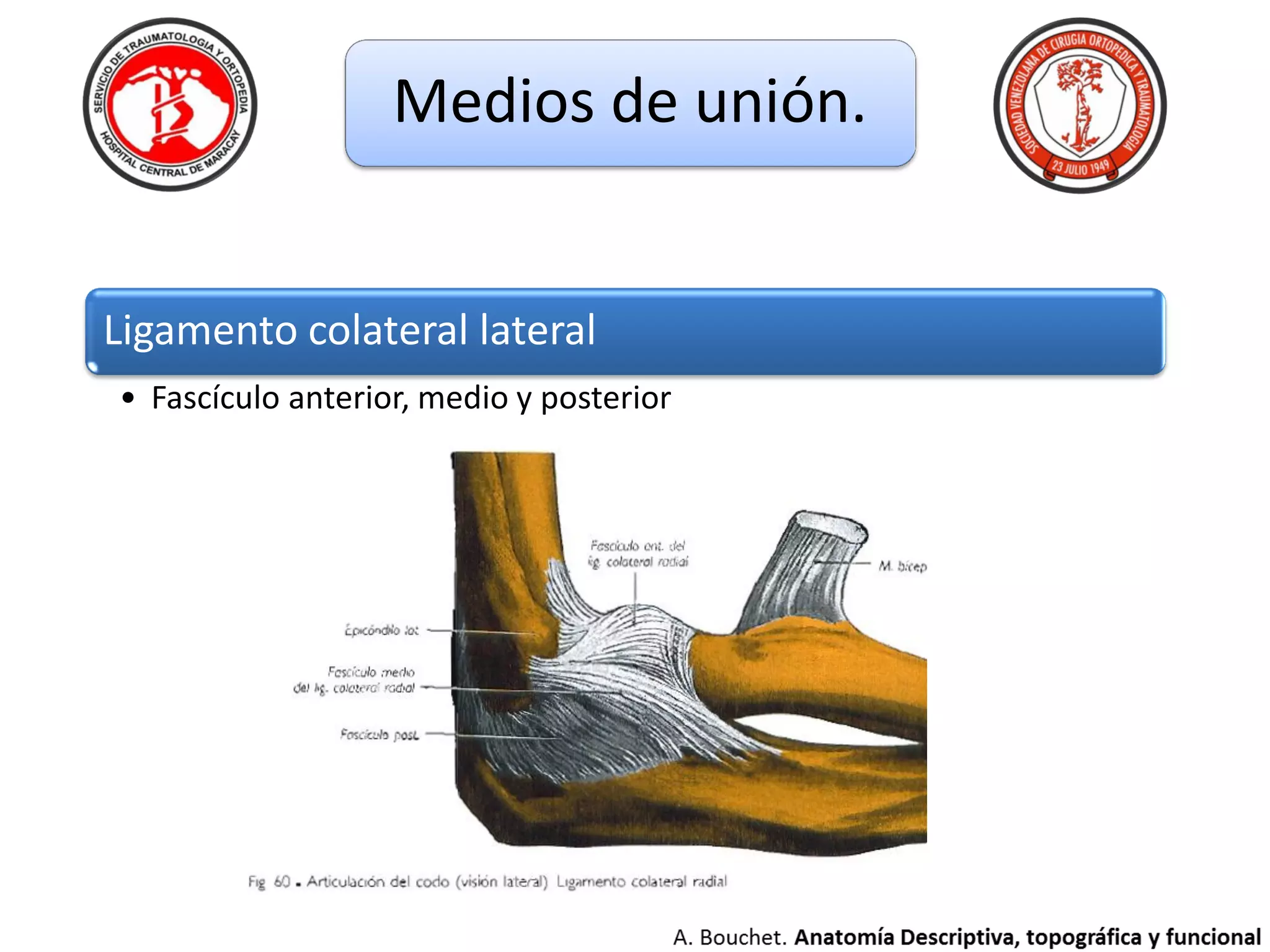 Anatomia de codo | PDF