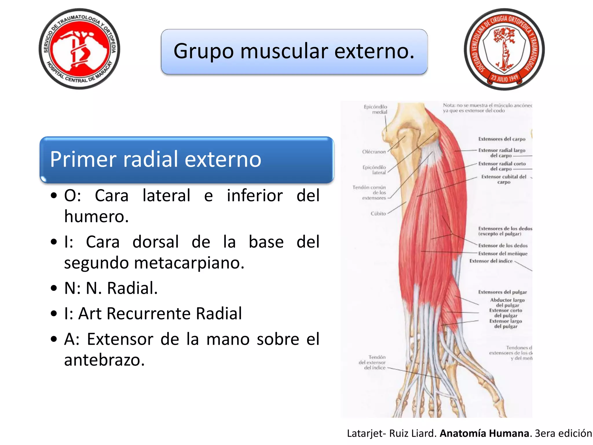 Anatomia de codo | PDF