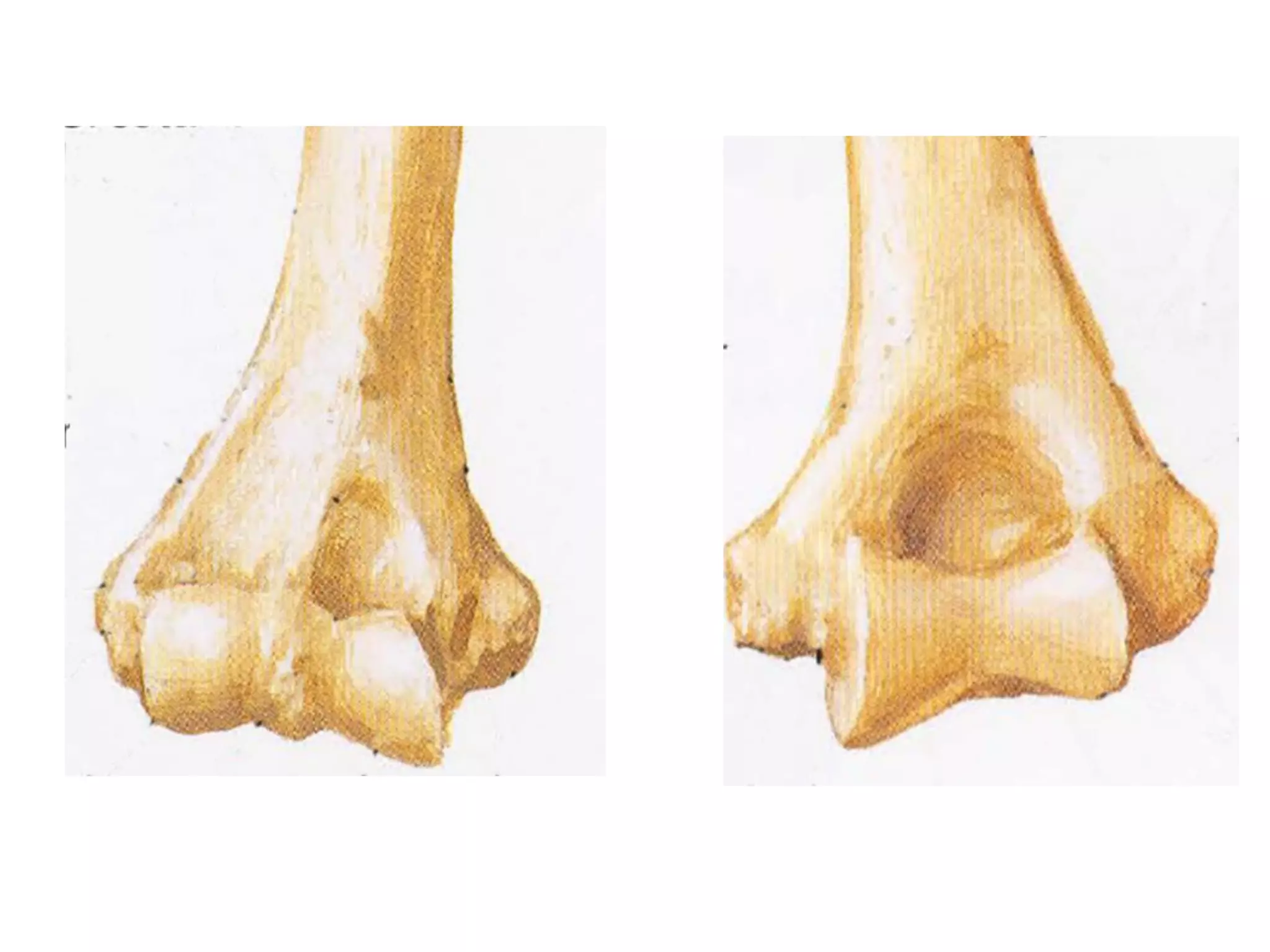 Anatomia de codo | PDF