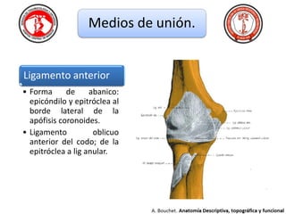 Anatomia de codo | PDF