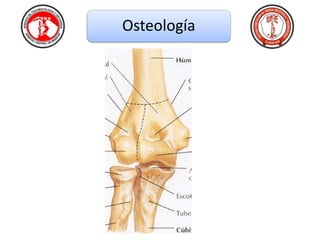 Anatomia de codo | PDF