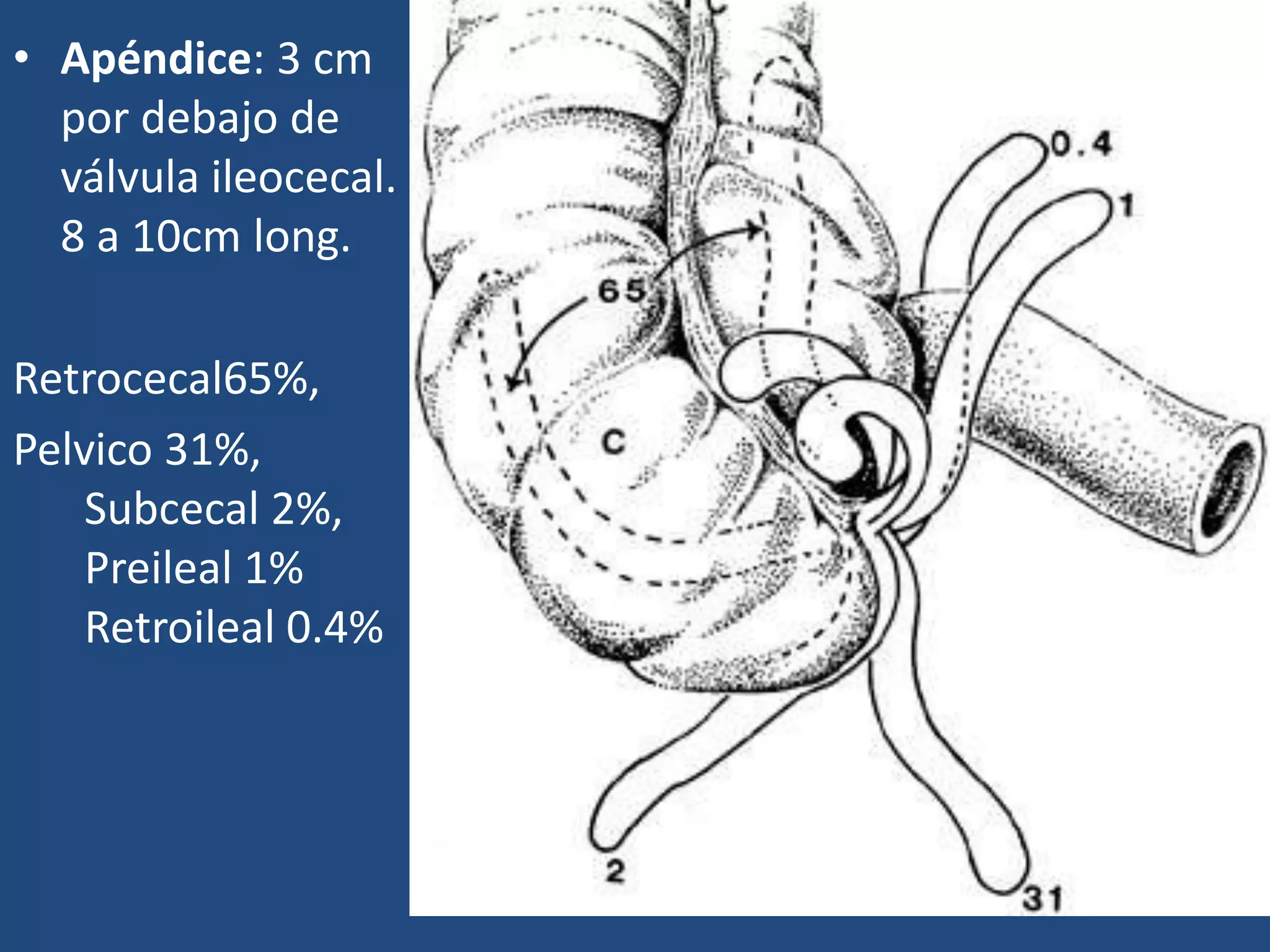 Anatomía de colon | PPTX