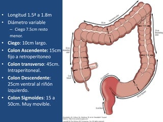 Anatomía de colon | PPTX