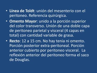 Anatomía de colon | PPTX