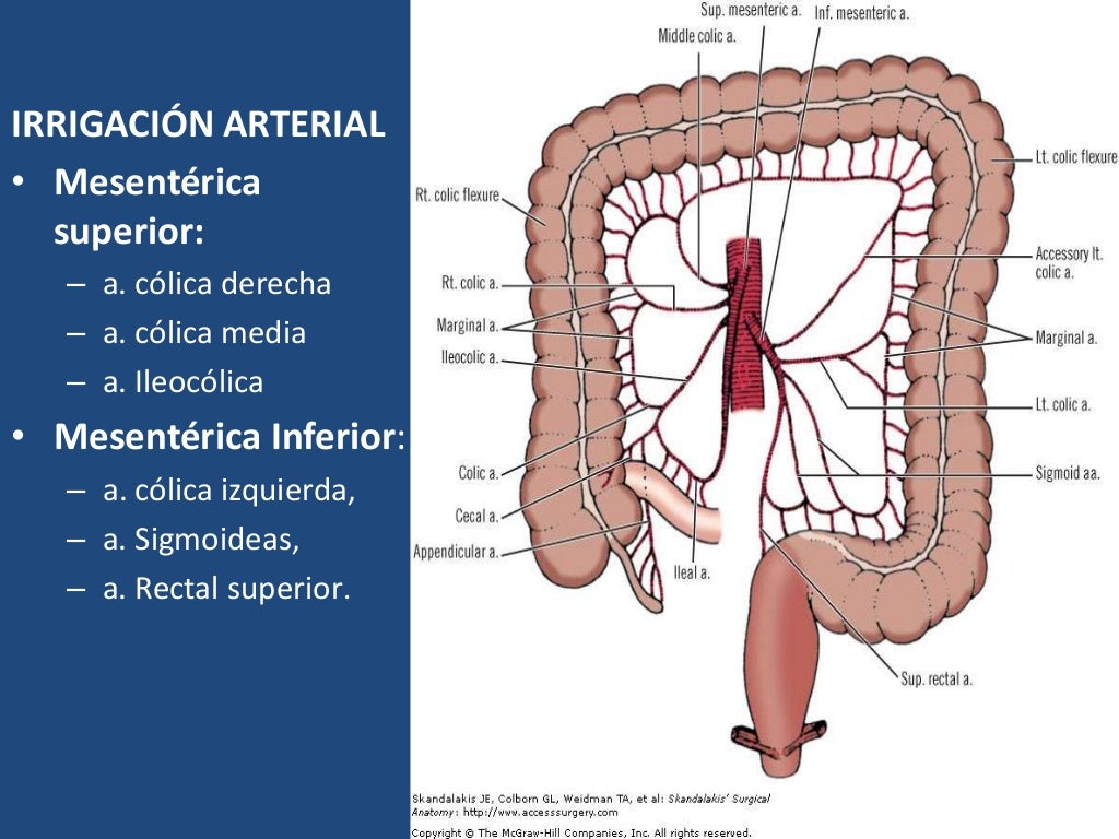 Anatomía de colon