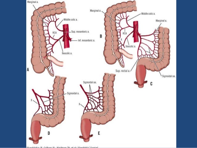 Anatomía de colon