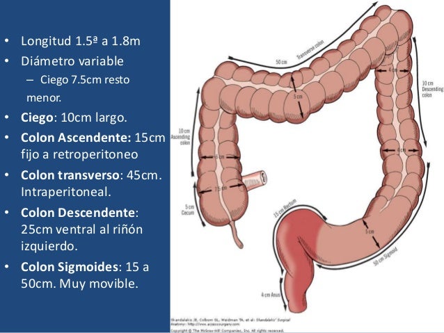 Anatomía de colon