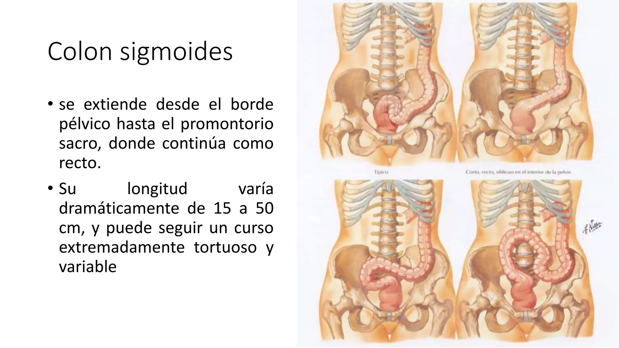 Anatomia de colon | PPT